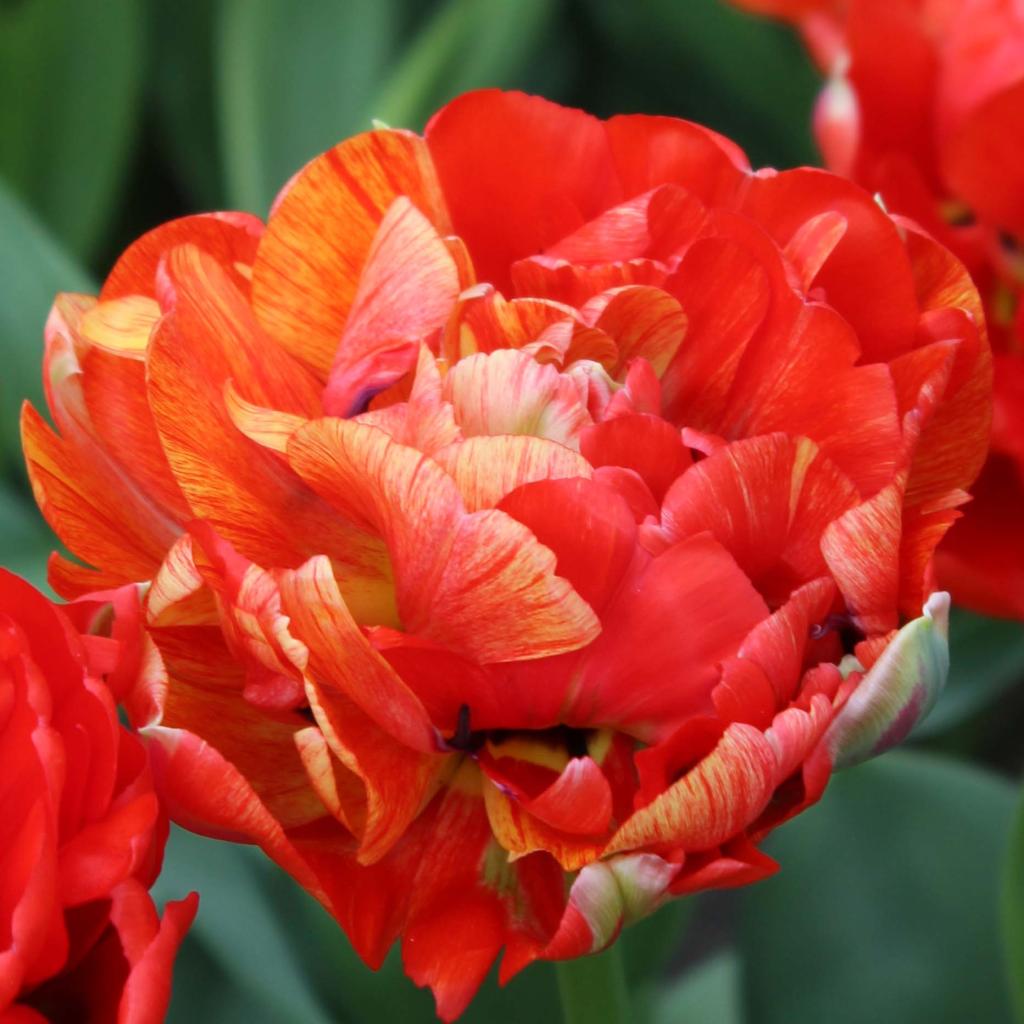 Tulipa Gudoshnik - Bulb - Generous flowers with changing colours.