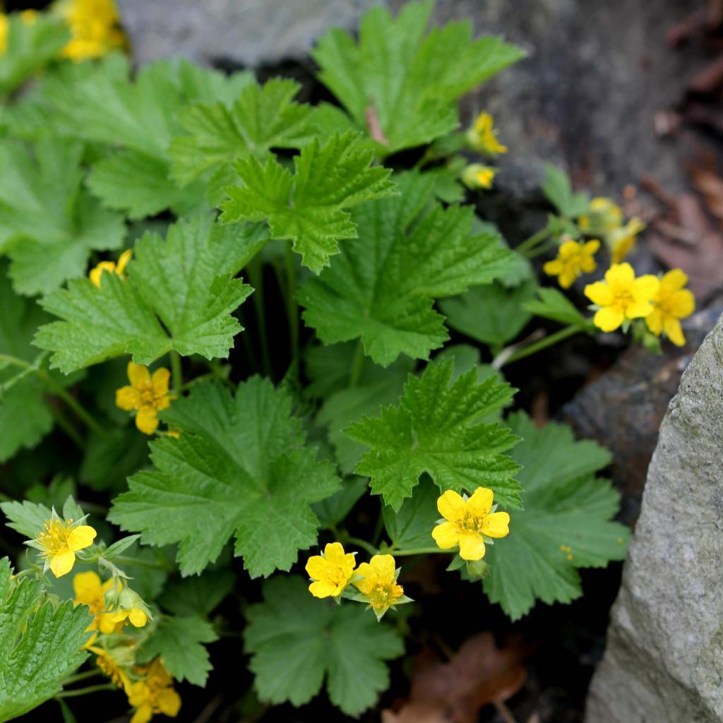 Waldsteinia geoides - Evergreen perennial groundcover with yellow ...