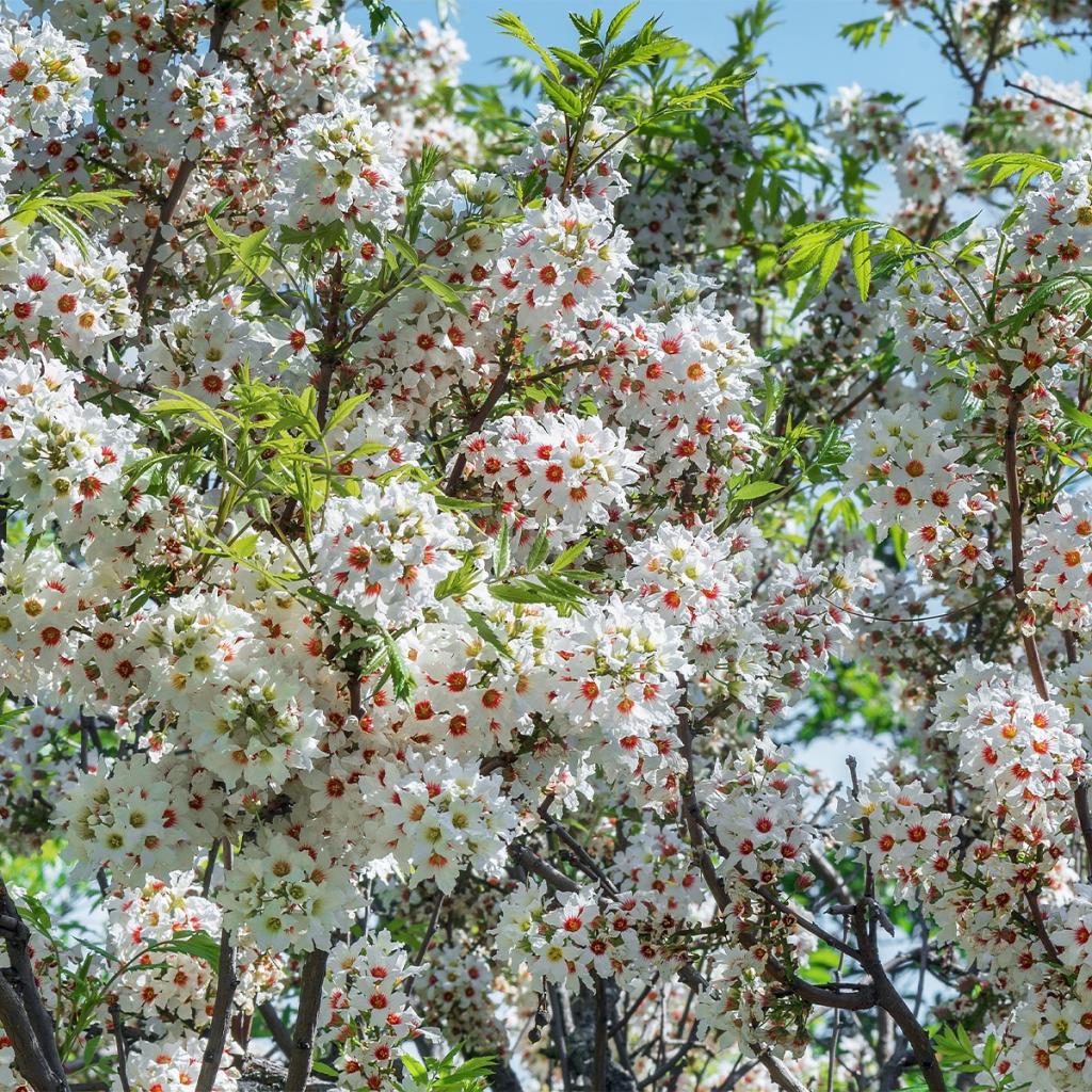 Xanthoceras sorbifolium - Large-flowered, rowan-leaved shrub