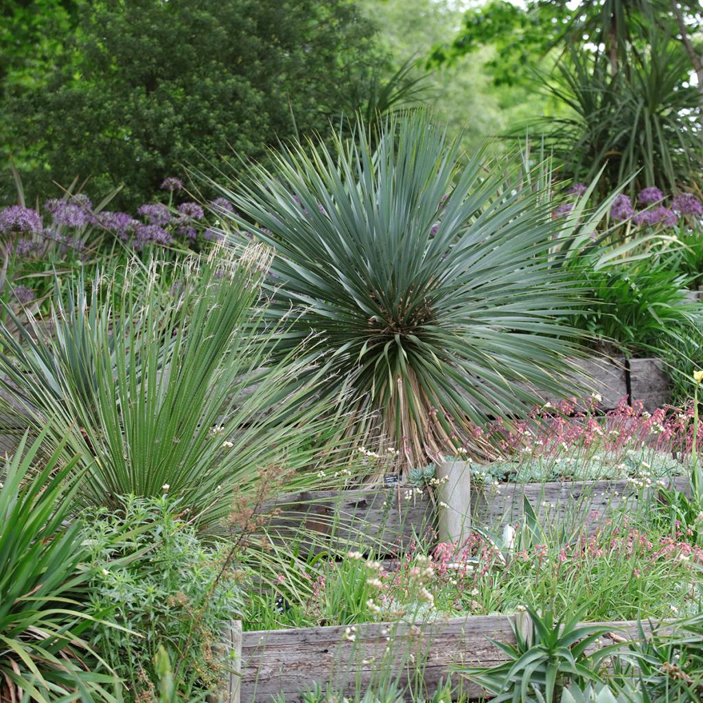 Yucca rostrata - Hardy shrub Yucca with long blueish leaves.