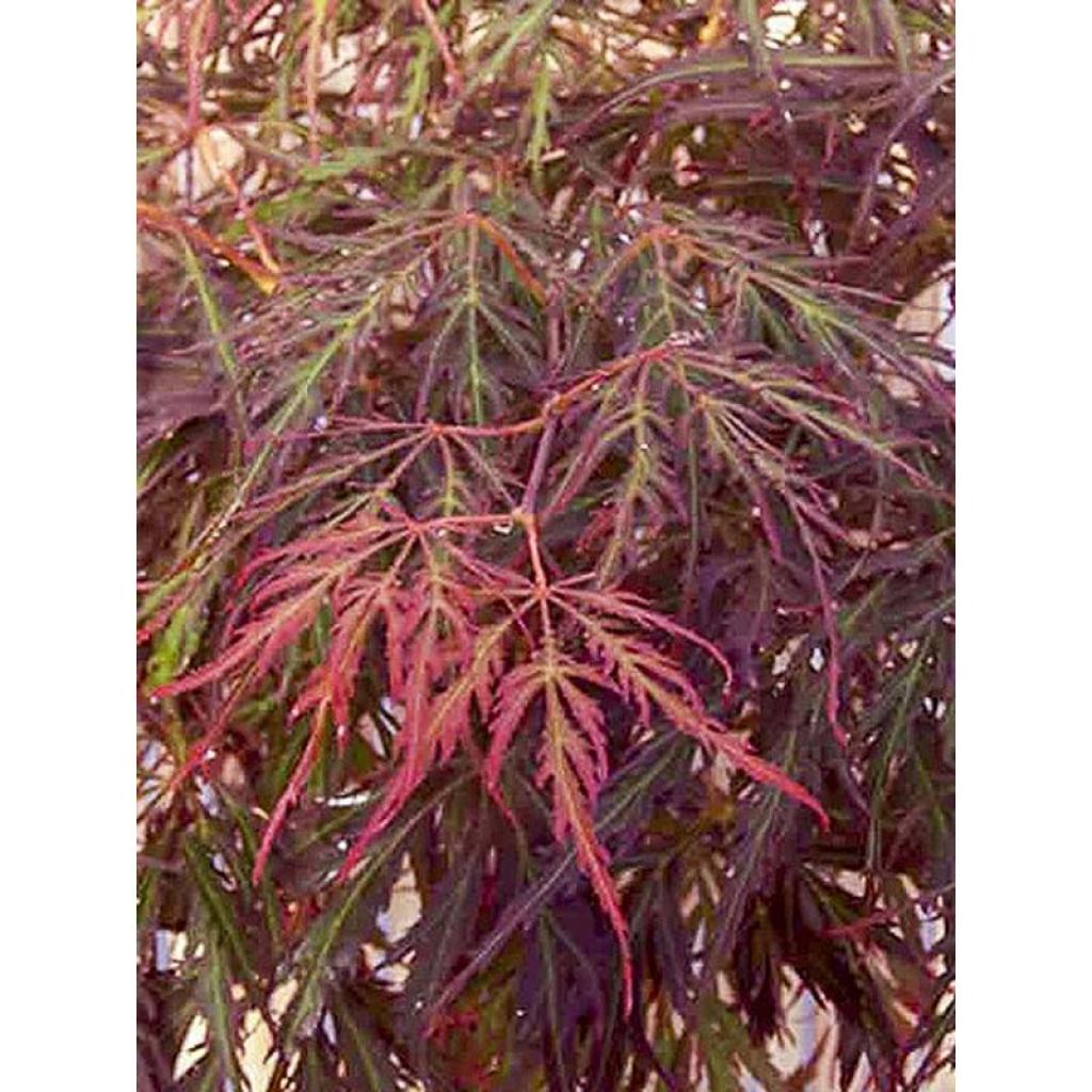 Acer palmatum 'Crimson Princess' - Japanese Maple with spring foliage ...