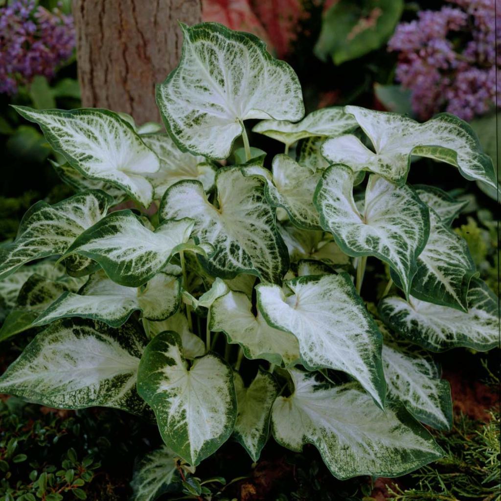 Caladium 'Aaron' - Bulb with decorative pearly white foliage edged with ...