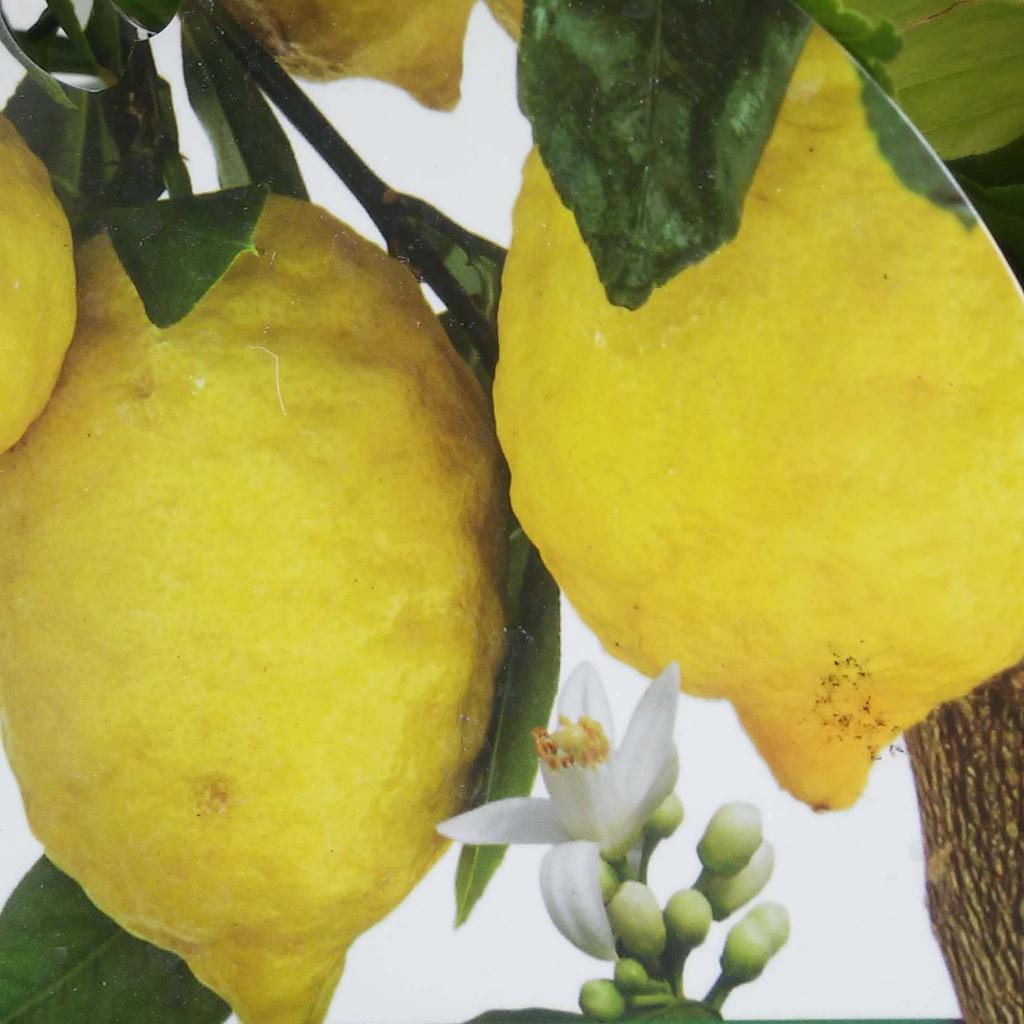 Femminello Incappucciato Lemon Tree - highly ornamental citrus tree