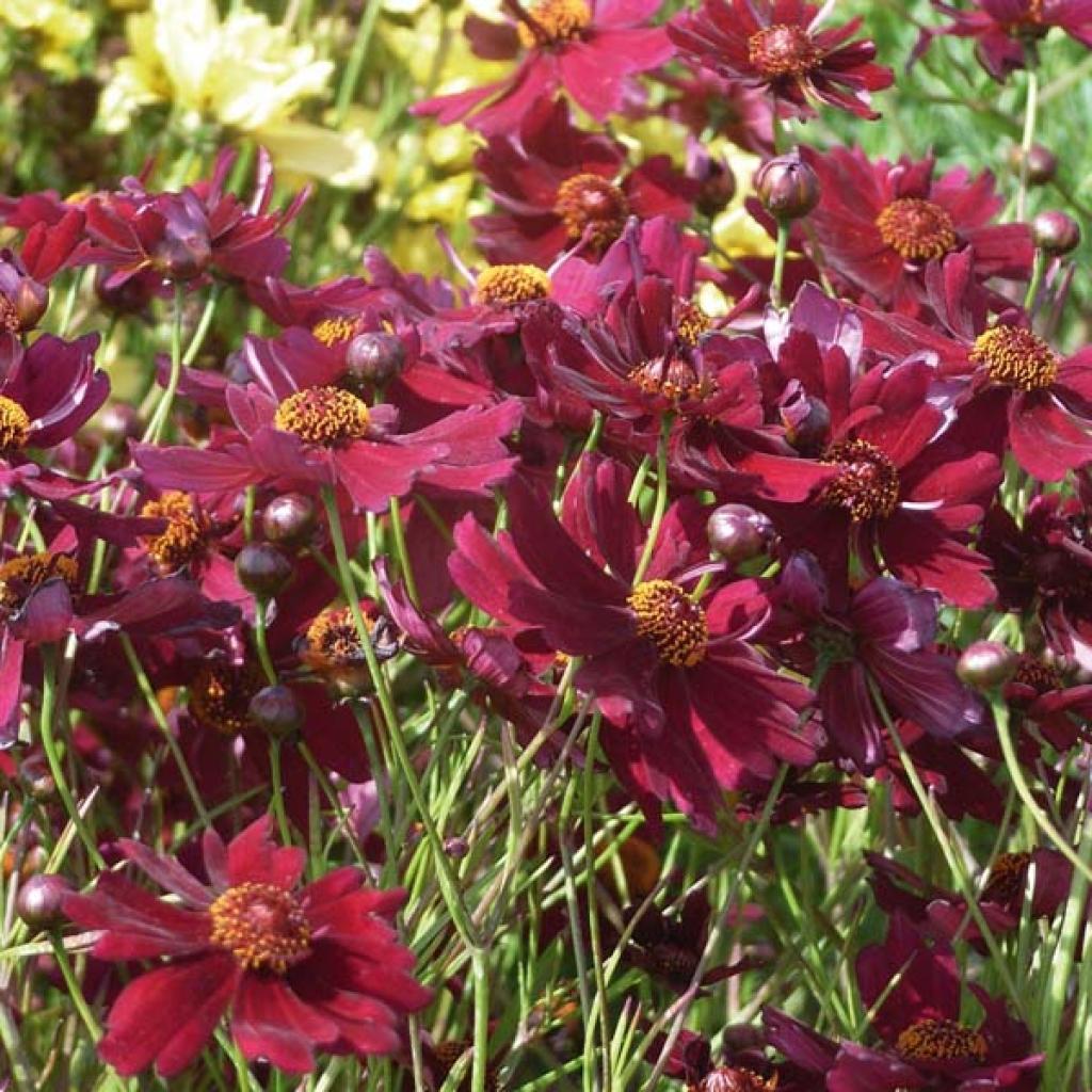 Coreopsis 'Limerock Ruby' - Ruby Red Flowering Coreopsis