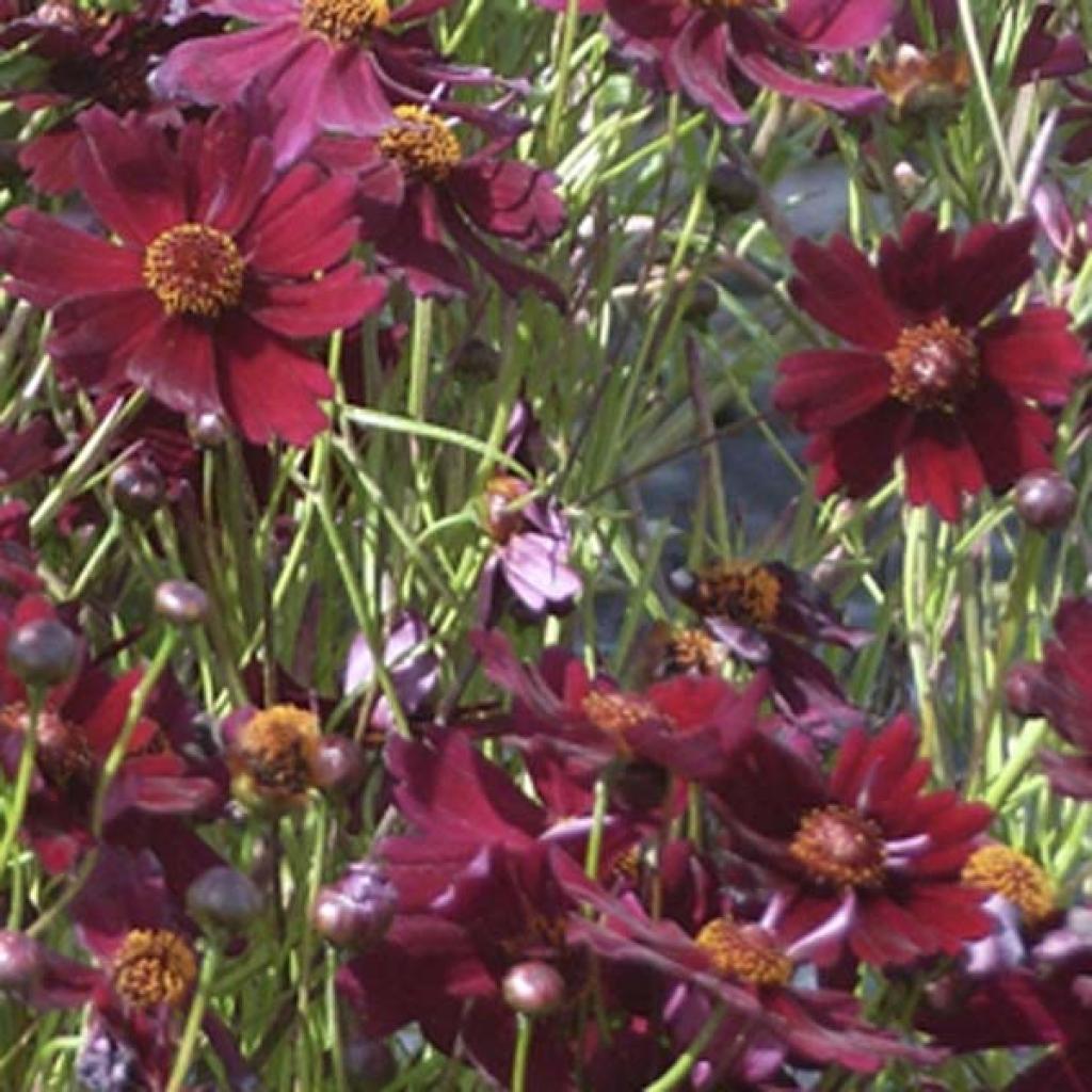 Coreopsis 'Limerock Ruby' - Ruby Red Flowering Coreopsis