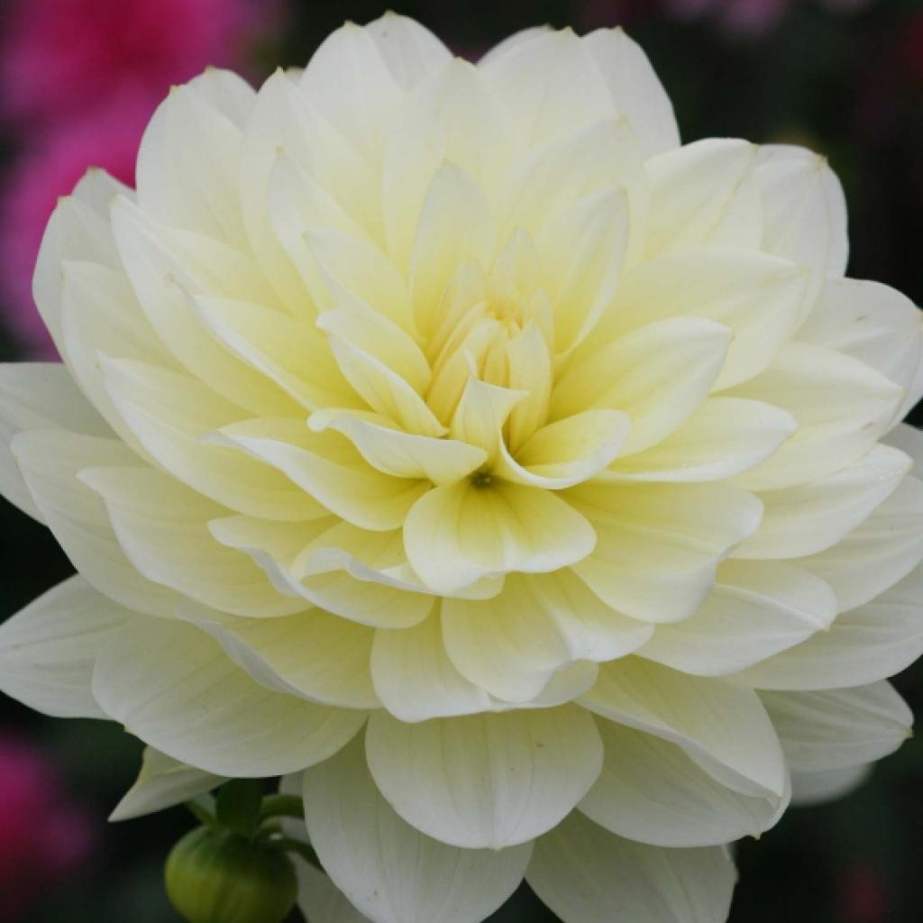 Dahlia Vanilla - Decorative dahlia with ivory white flowers.