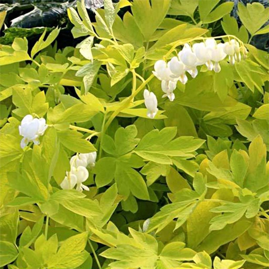 Dicentra spectabilis White Gold - Bleeding Heart with golden foliage ...