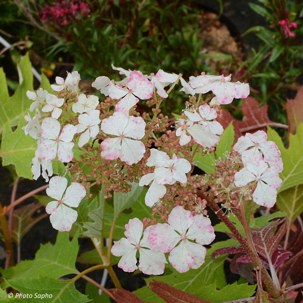 Hydrangea quercifolia Ice Crystal - Oakleaf Hydrangea with cream-white ...