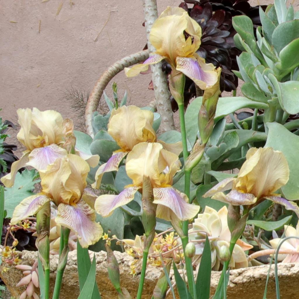 Iris germanica Stellata - Intermediate Iris, yellow and violet
