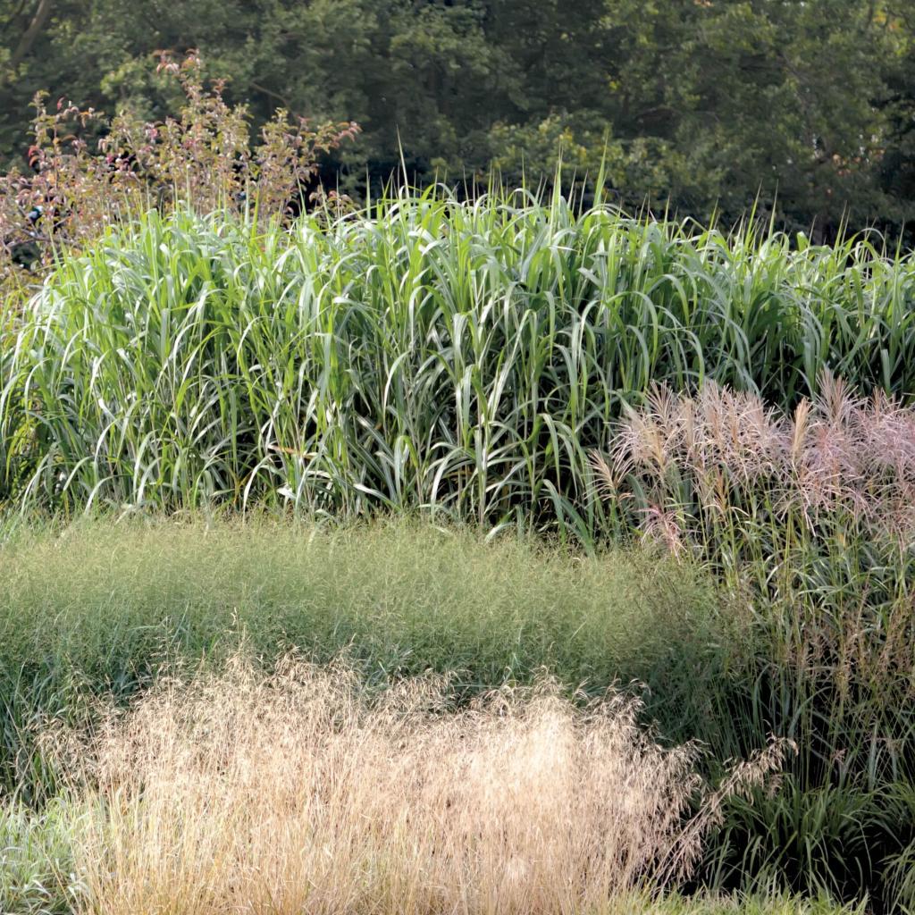 Miscanthus giganteus - Elephant herb - Giant grass
