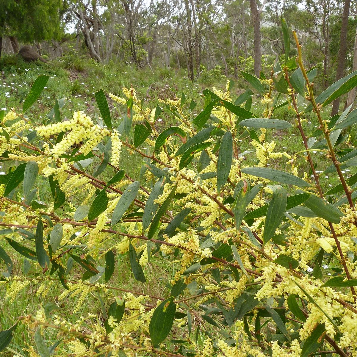 Acacia longifolia - Long-leafed acacia or Caterpillar mimosa