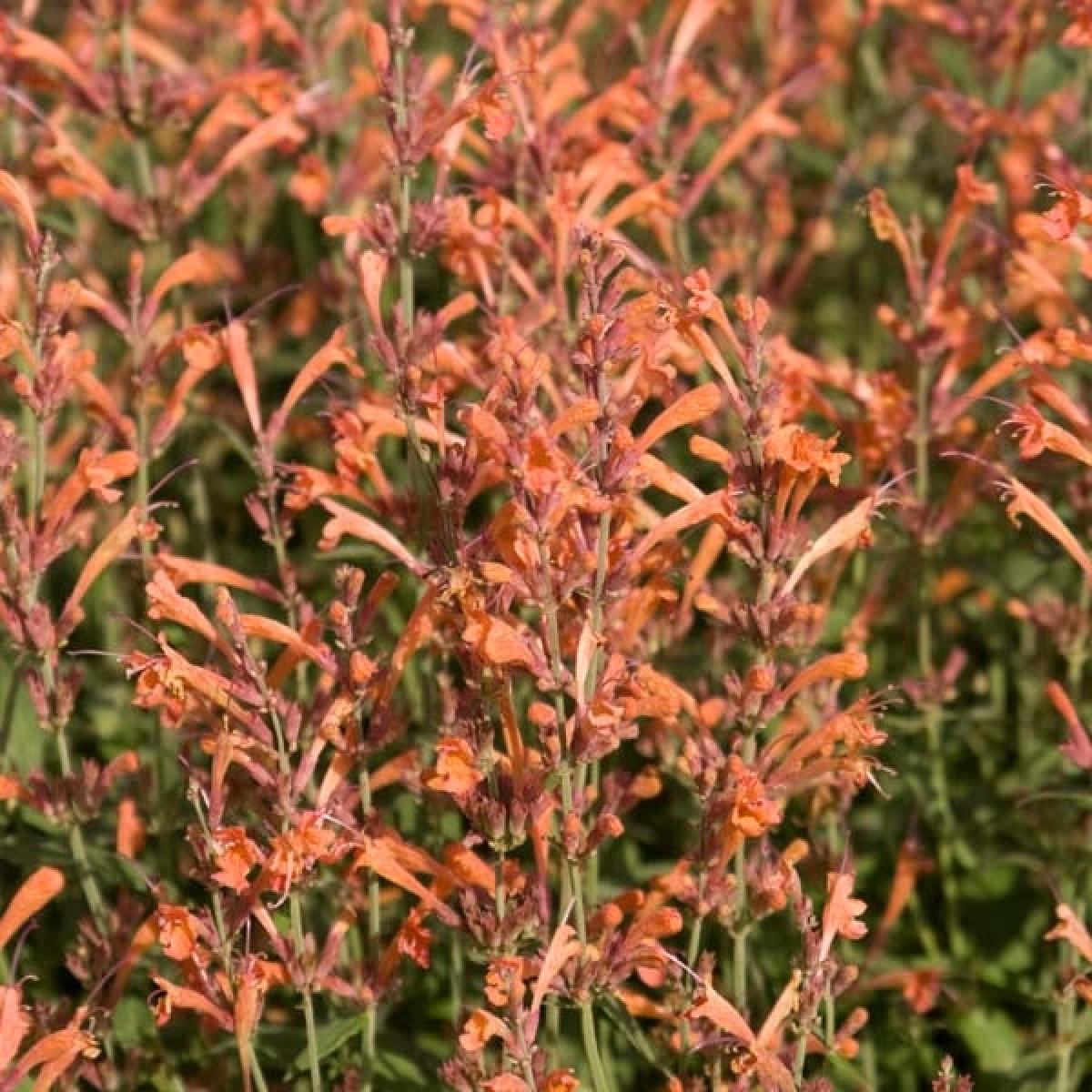 Agastache barberi 'Firebird' - Orange flower spikes on aromatic foliage.