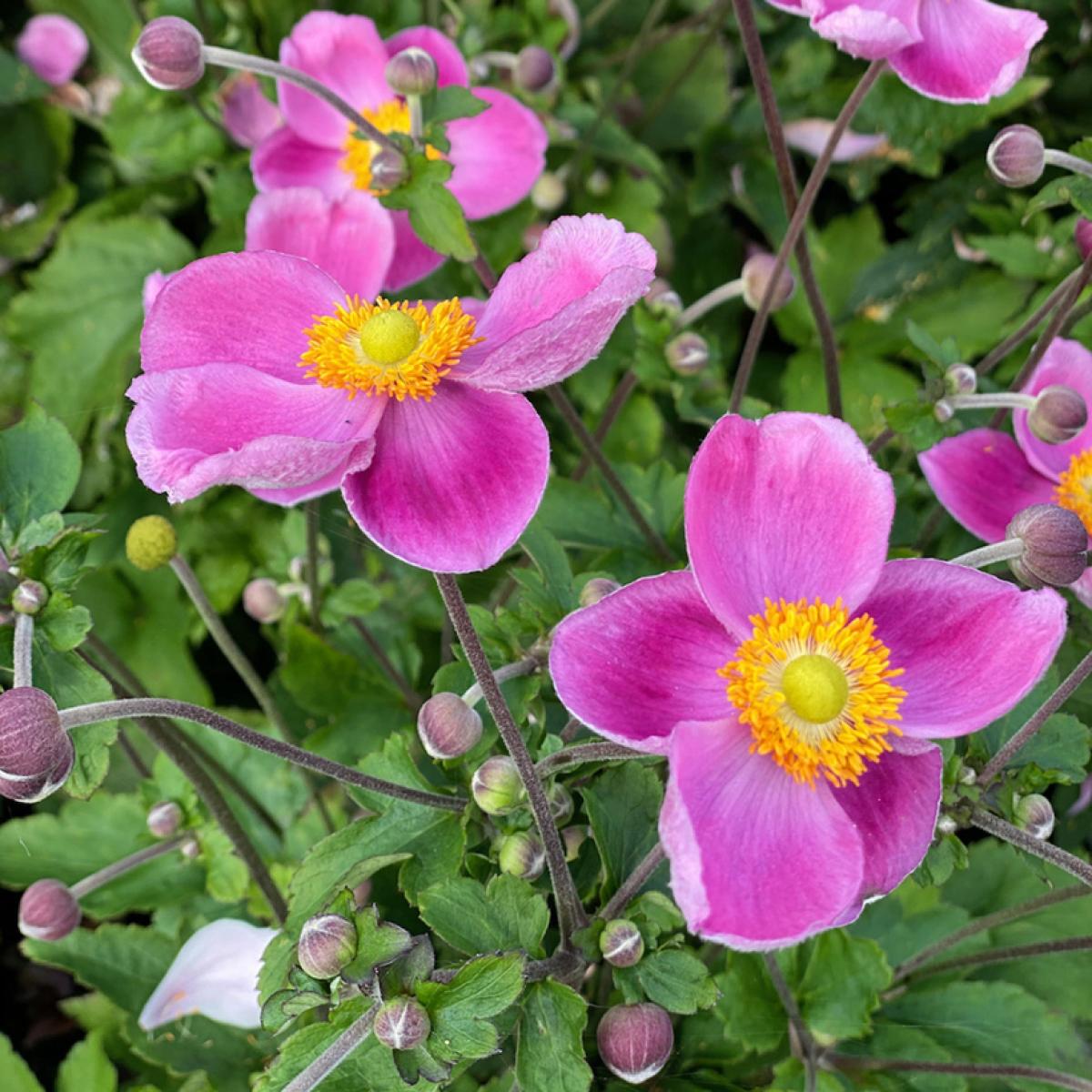 Anemone Royal Pink - Japanese anemone with bright pink flowers