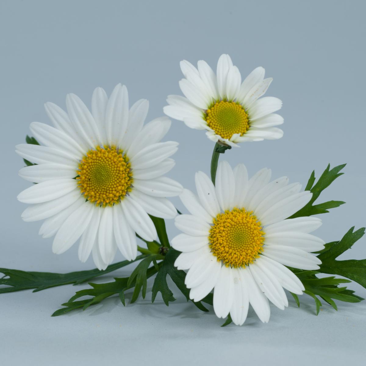 Anthemis Everest® White - Argyranthemum frutescens - Chrysanthemum.