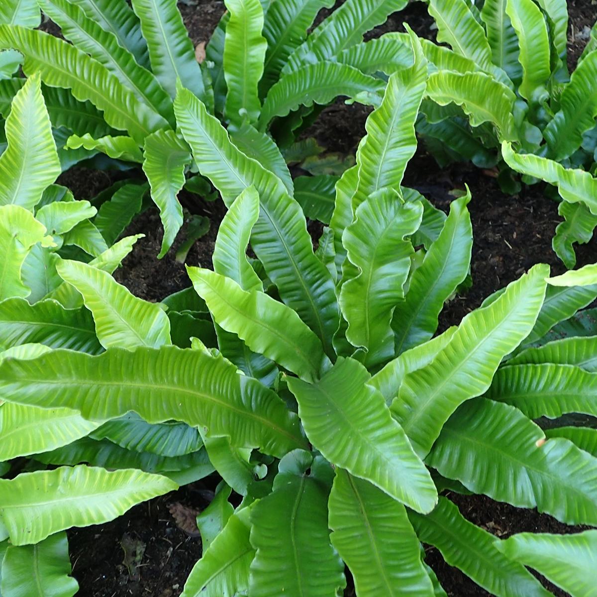 Asplenium scolopendrium 'Angustifolia' - Scolopendrium or Narrow-leafed ...