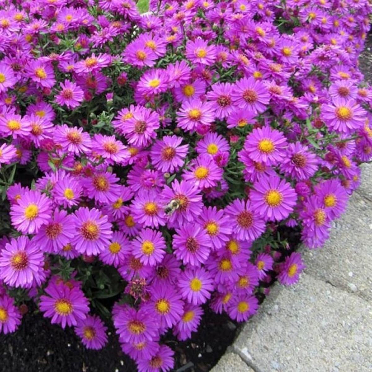 Aster dumosus Anneke - Compact dwarf aster with pink-red flowers.