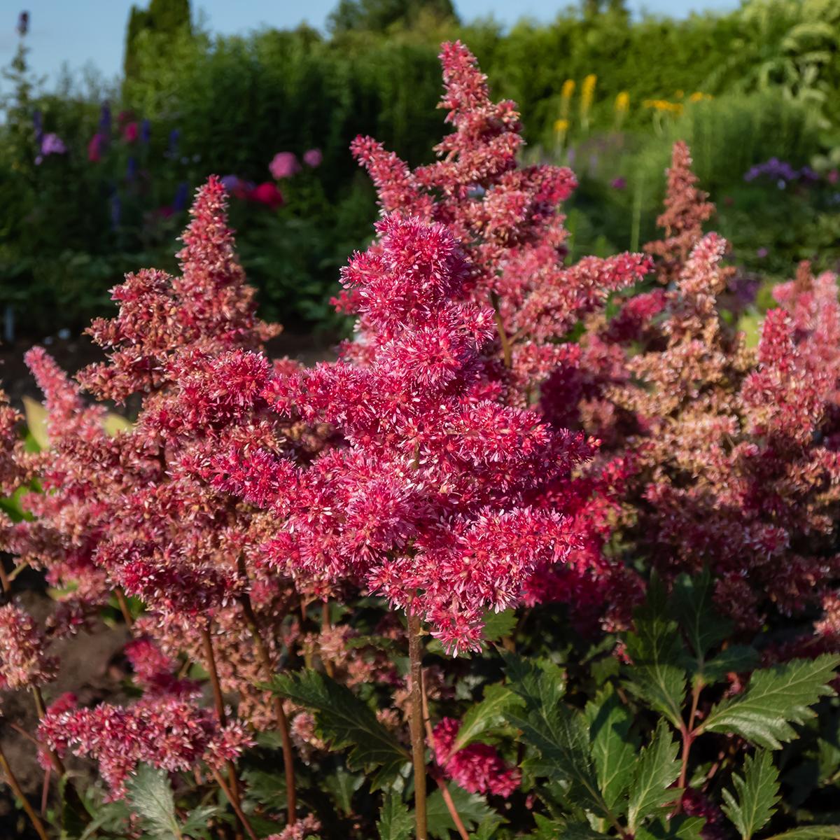 Astilbe japonica 'Vesuvius' - Carmine red Japanese Astilbe.