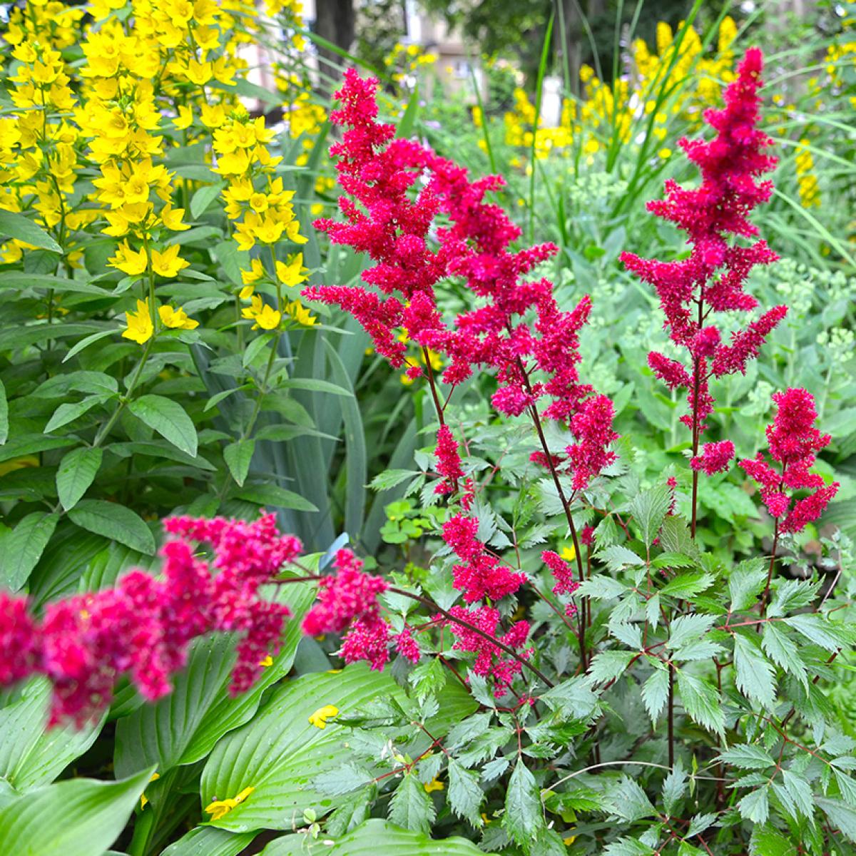 Astilbe japonica 'Vesuvius' - Carmine red Japanese Astilbe.