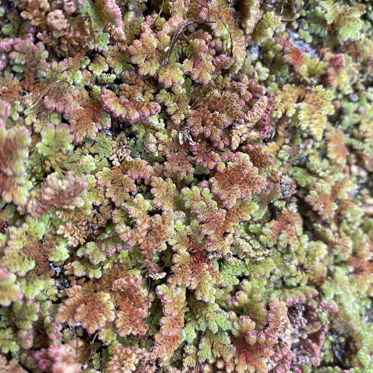 Azolla pinnata - Fairy Moss