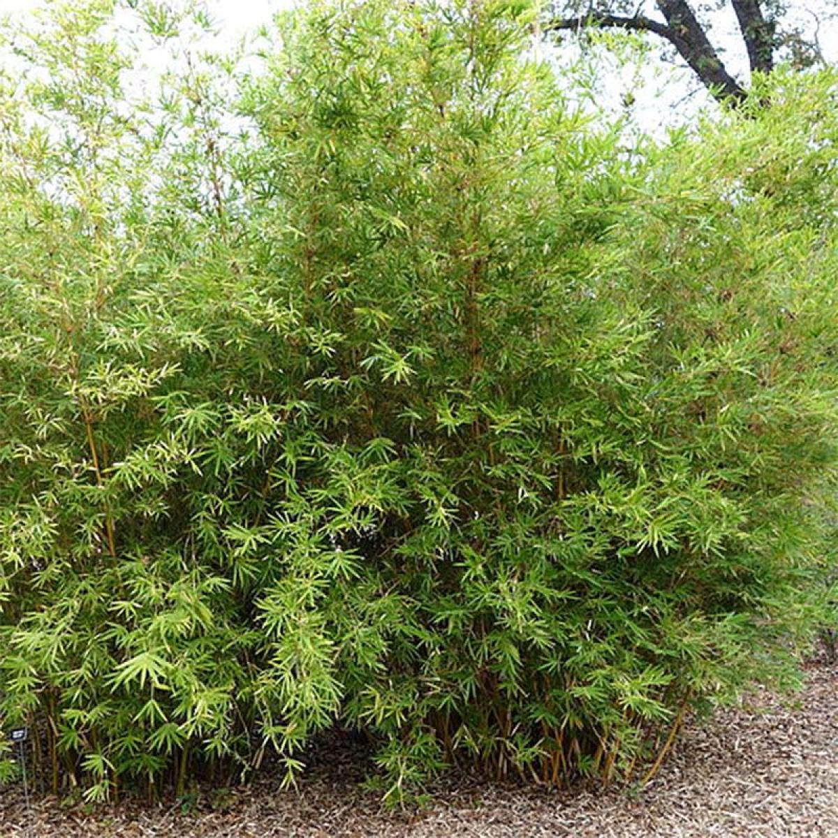 Bambusa multiplex Alphonse Karr - Indoor bamboo with striped canes.