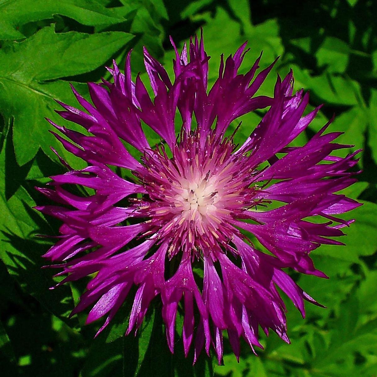 Centaurea dealbata Steenbergii - Persian Centaury - Bright pink ...