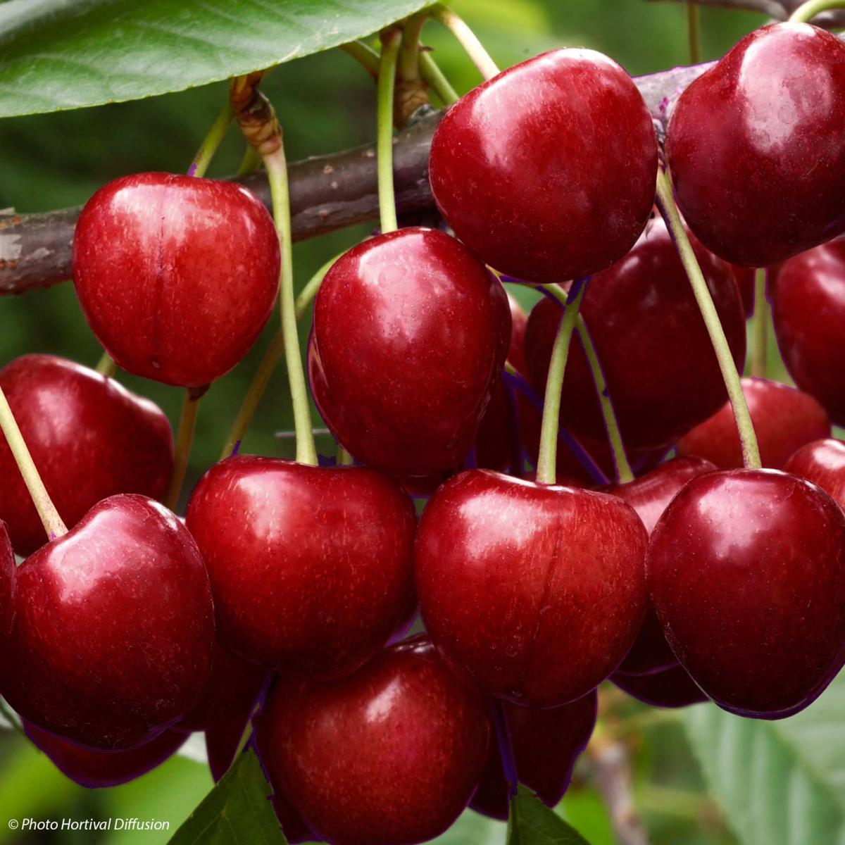 Early Rivers Cherry - Self-fertile fruit tree and good pollinator