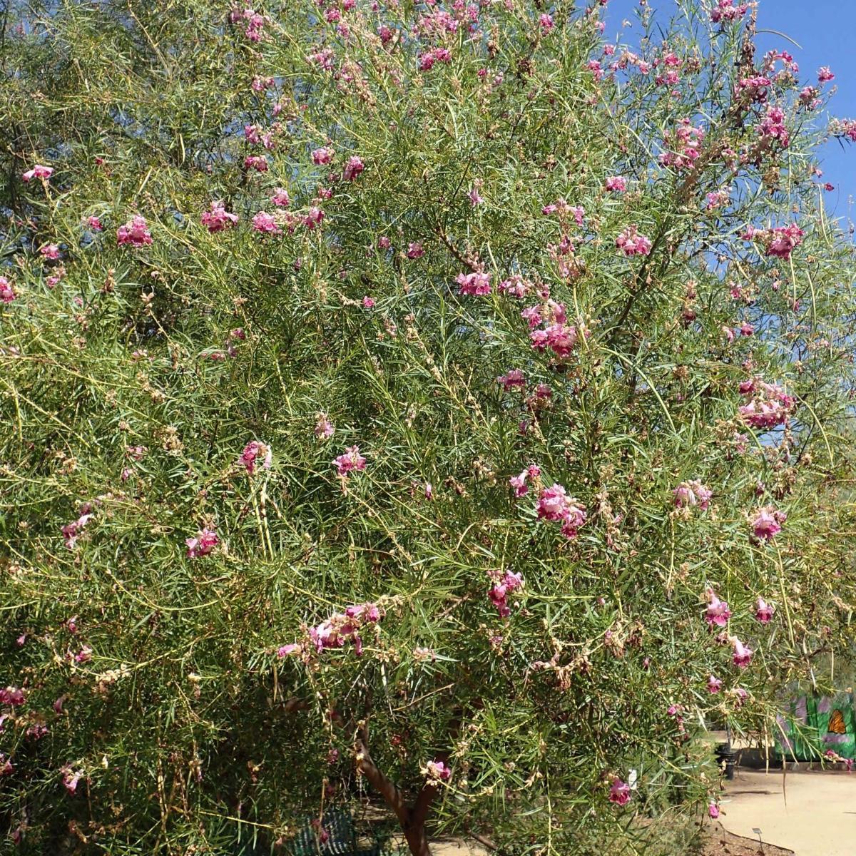 Chilopsis linearis - Desert Willow - Deciduous bush of dry soil with ...