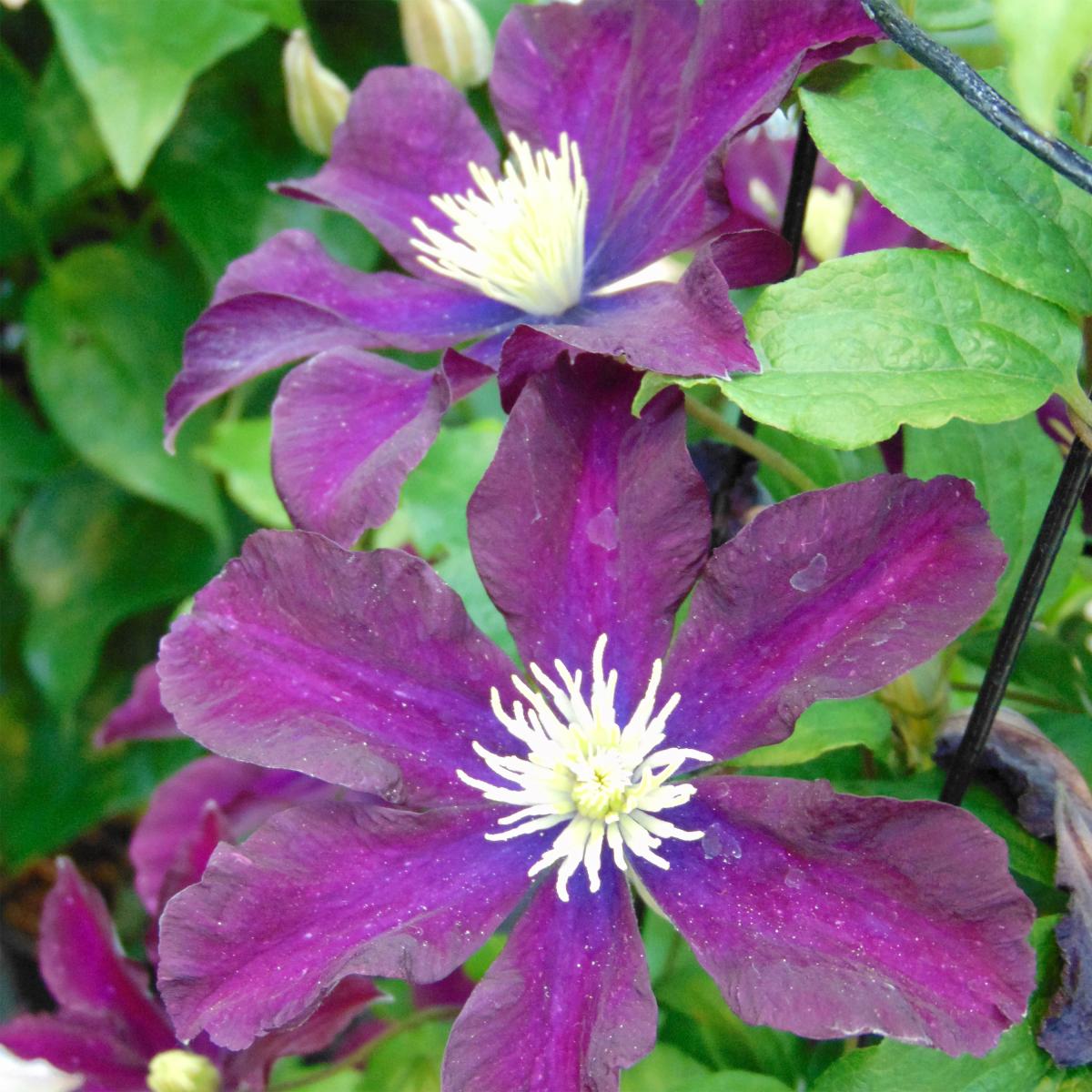 Clematis Warszawska Nike - Clematis with deep purple-violet flowers.