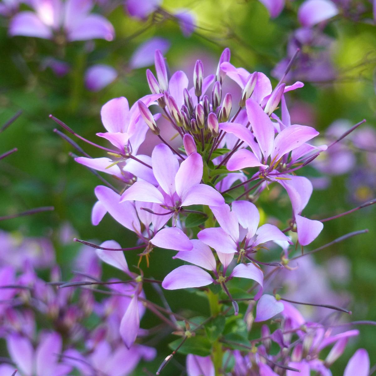 Cleome Señorita Rosalita - Pink-violet annual Cleome - Cleome spinosa ...
