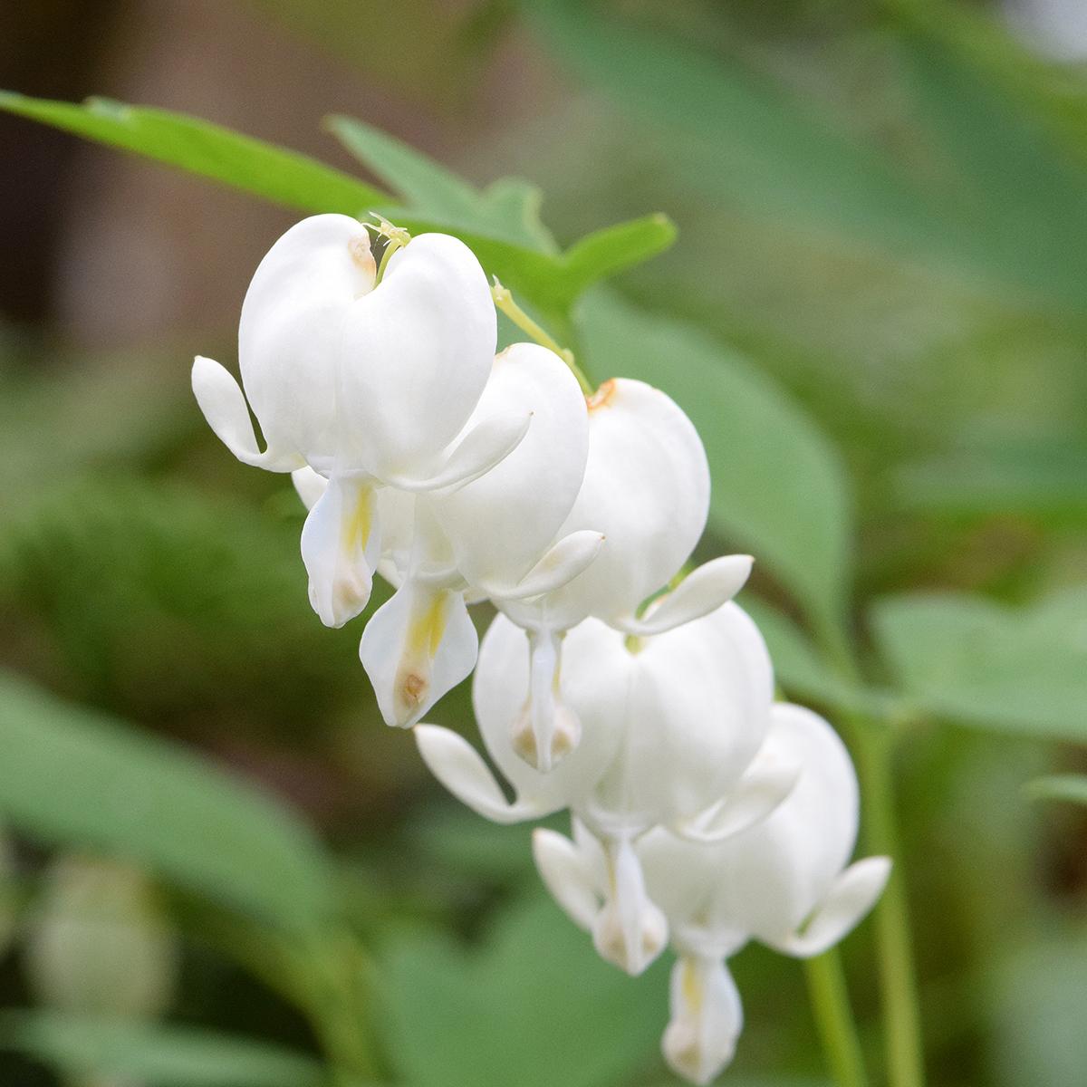 Dicentra spectabilis 'Alba' - White Bleeding Heart flower