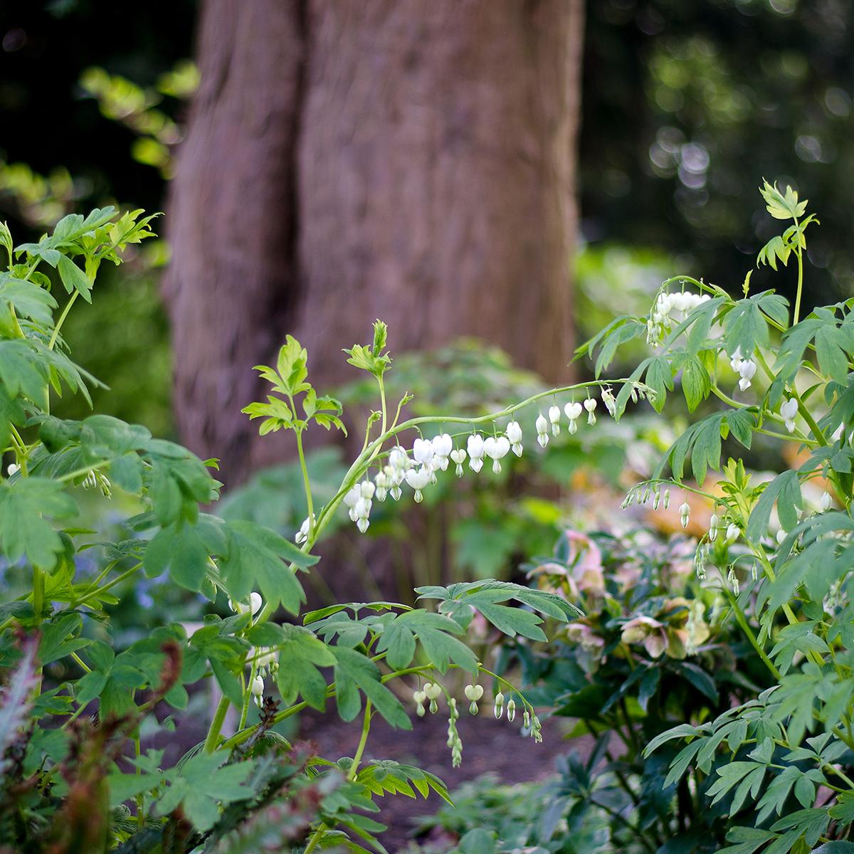 Dicentra spectabilis 'Alba' - White Bleeding Heart flower