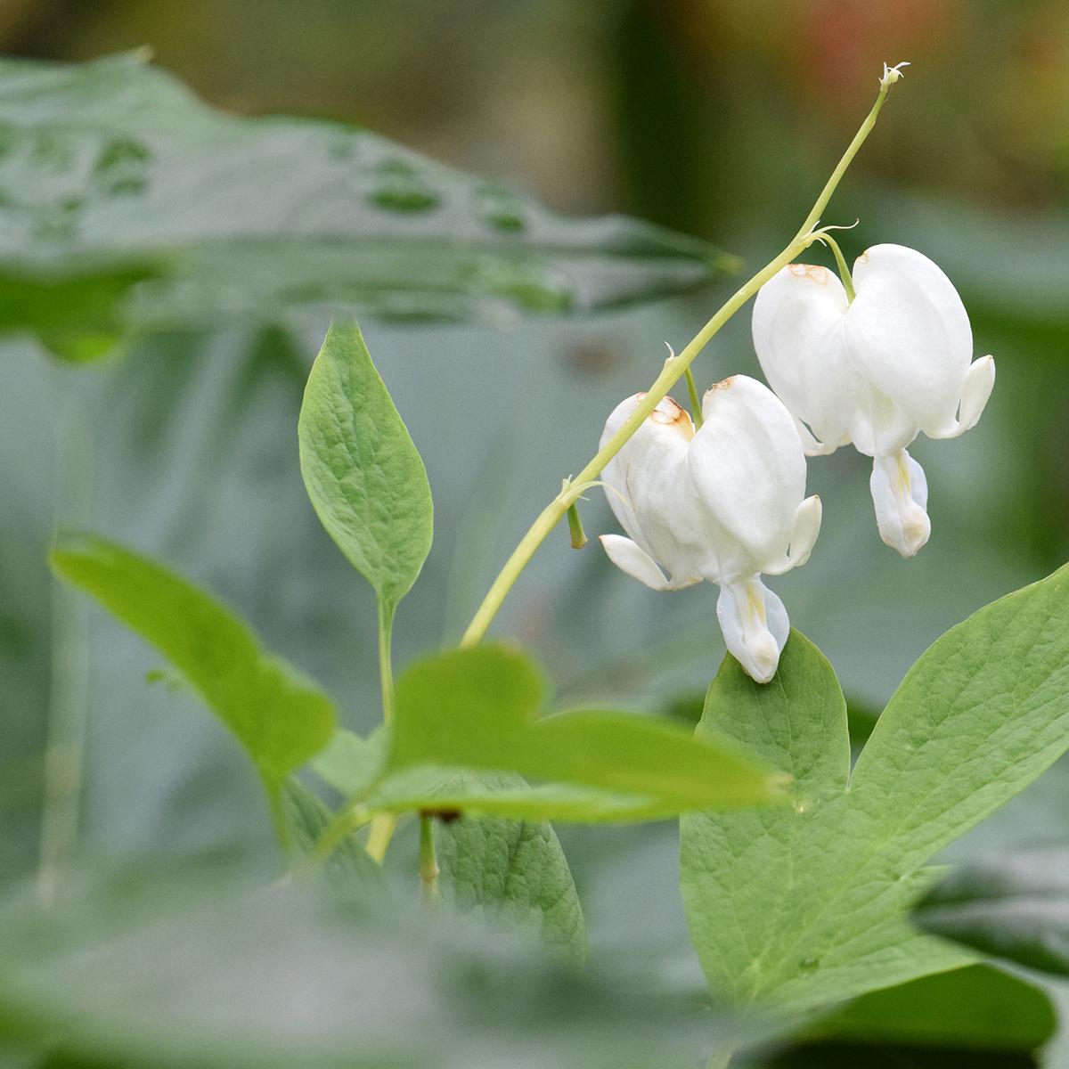 Dicentra spectabilis 'Alba' - White Bleeding Heart flower