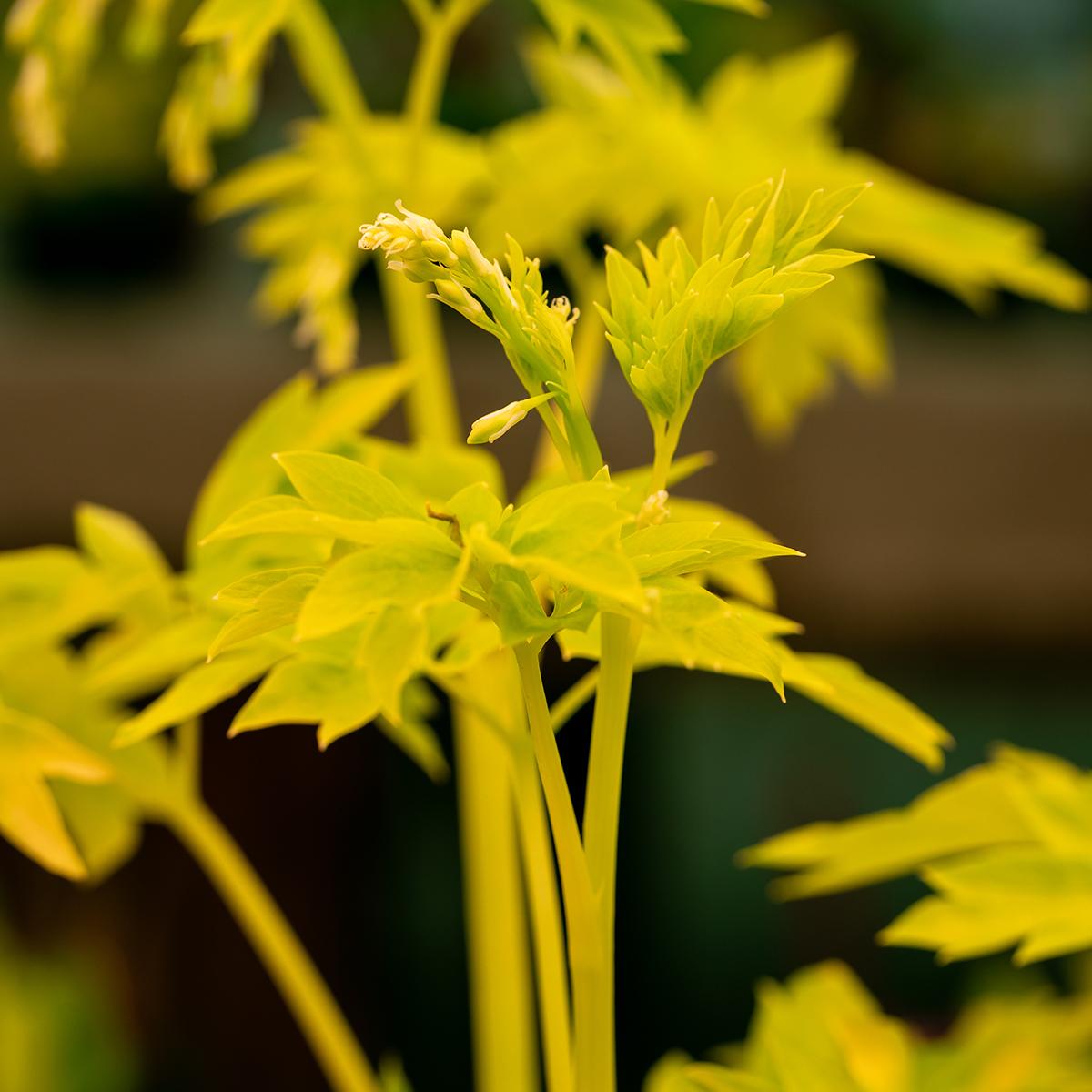 Dicentra spectabilis White Gold - Bleeding Heart with golden foliage ...