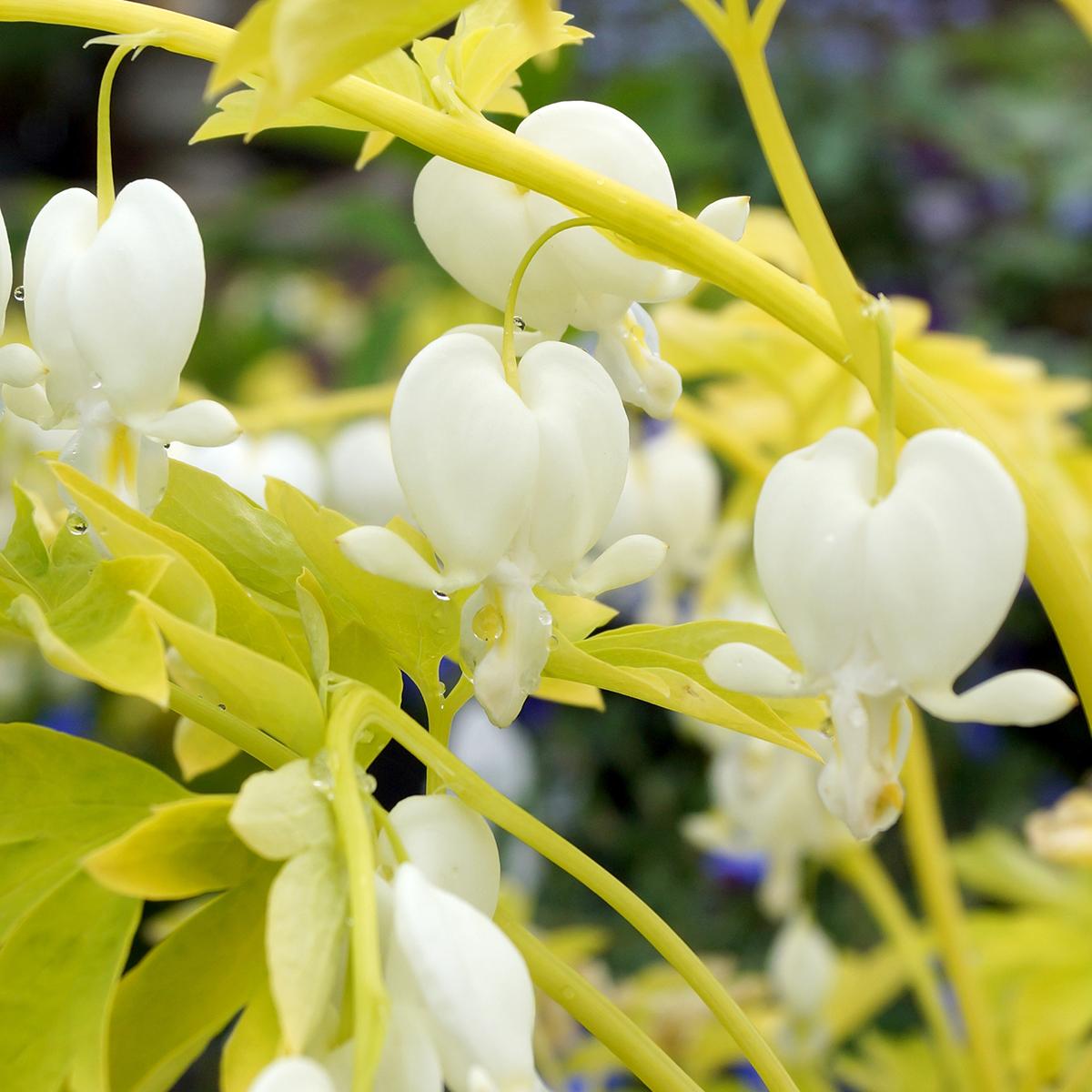 Dicentra spectabilis White Gold - Bleeding Heart with golden foliage ...