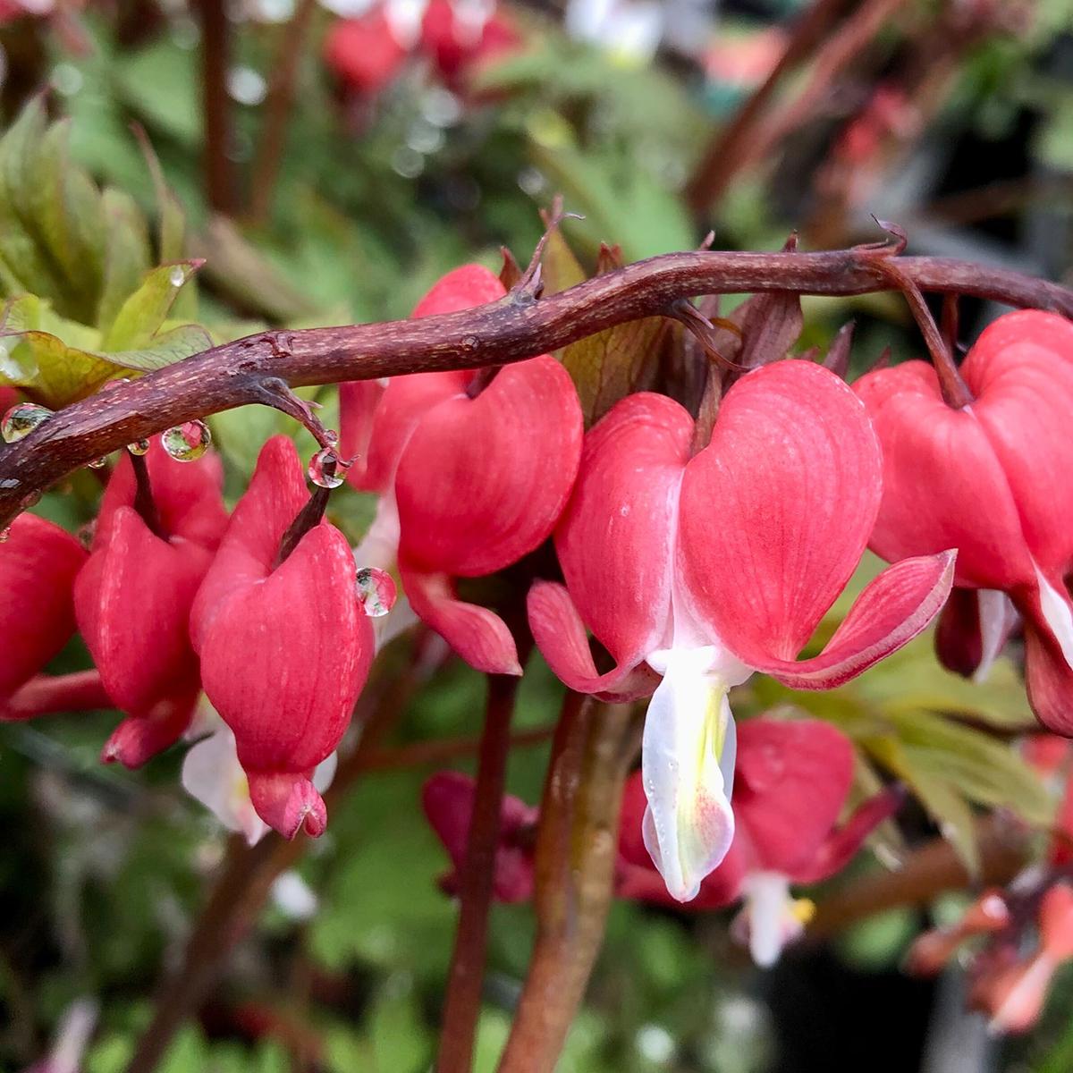 Dicentra spectabilis 'Valentine' - Compact Bleeding Heart, a perennial ...
