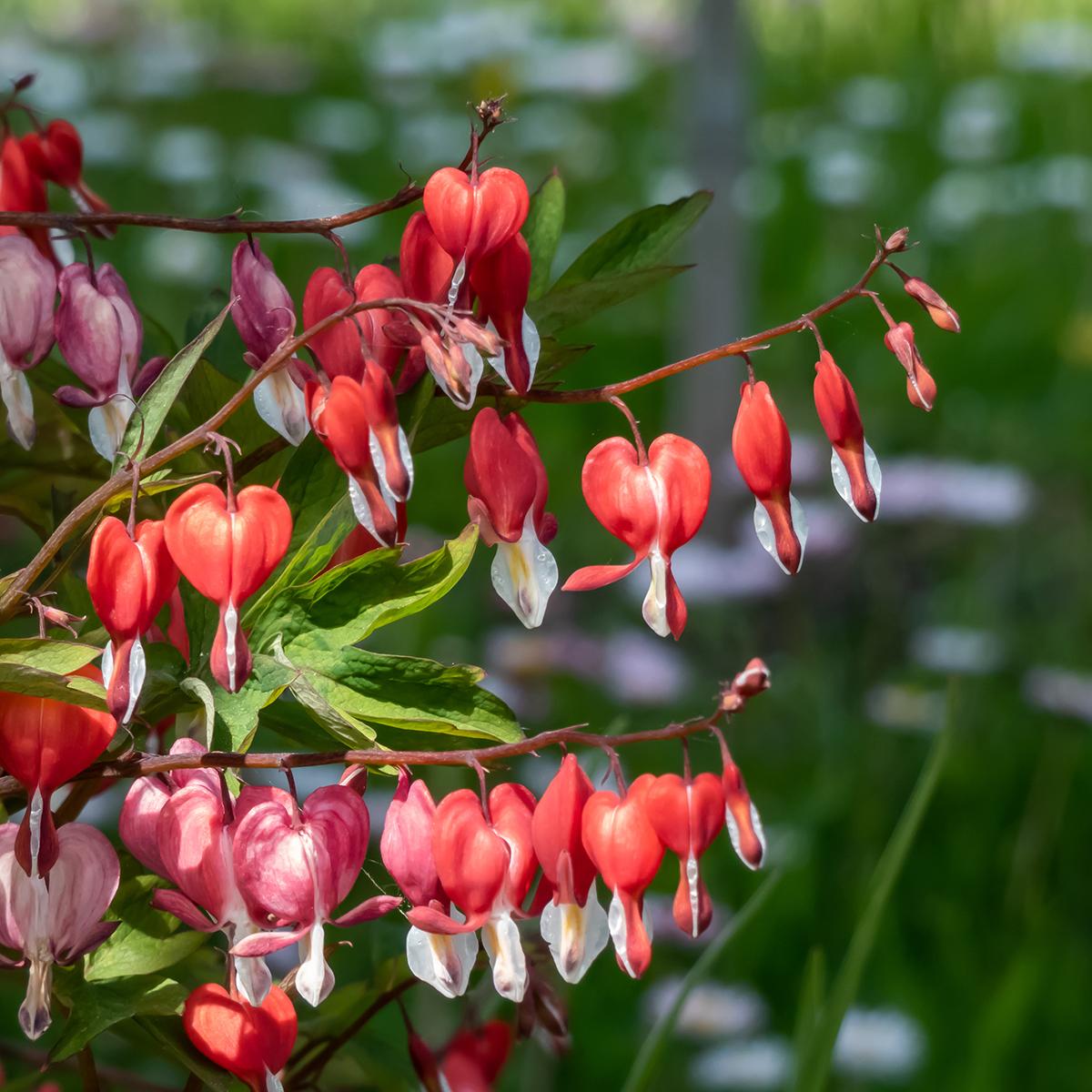Dicentra spectabilis 'Valentine' - Compact Bleeding Heart, a perennial ...