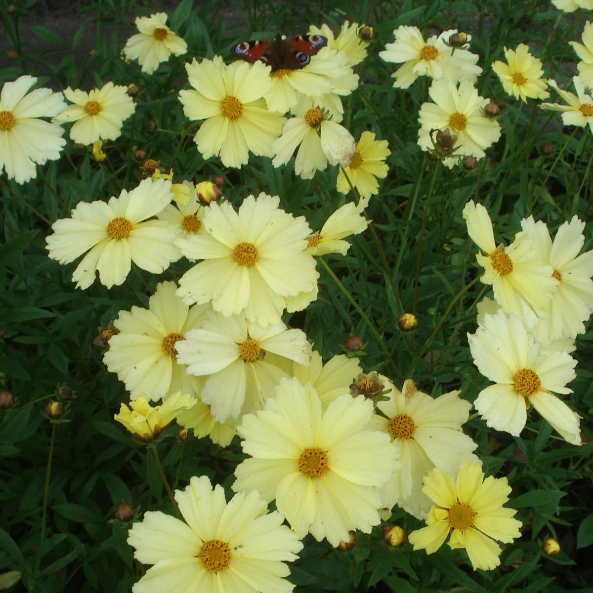 Coreopsis Full Moon Madness - Creamy yellow adnate flowers.