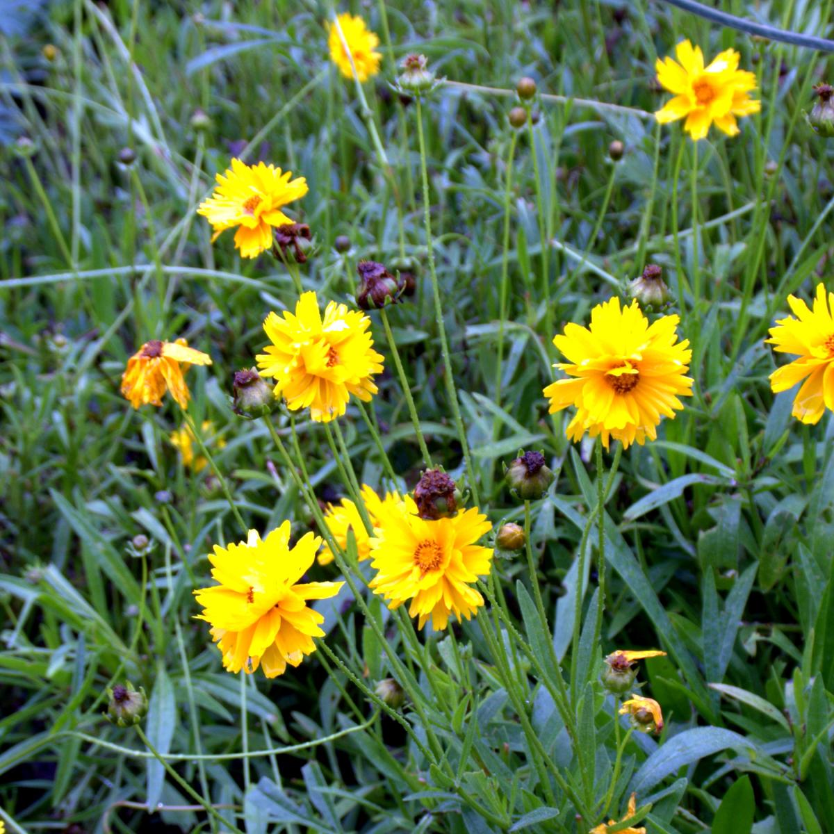 Coreopsis grandiflora 'Sunray' - Large-flowered Coreopsis with double ...