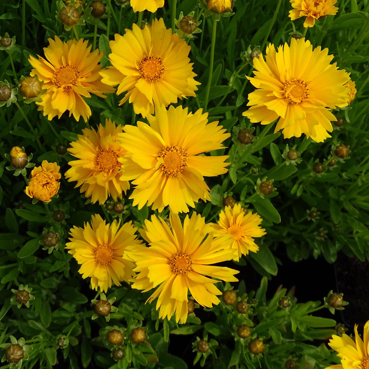 Coreopsis grandiflora 'Sunray' - Large-flowered Coreopsis with double ...