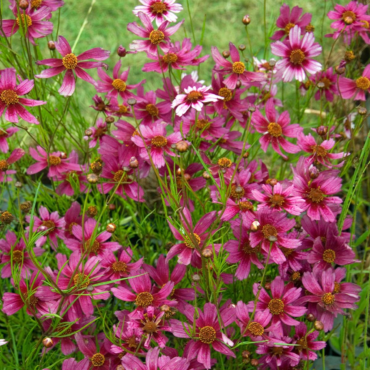 Coreopsis rosea 'Heaven's Gate' - Pink-flowered Coreopsis with a ...