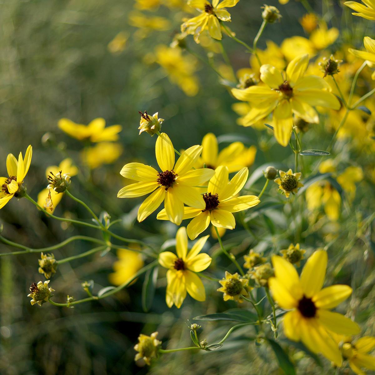 Coreopsis tripteris - Large Coreopsis with light yellow flowers and ...