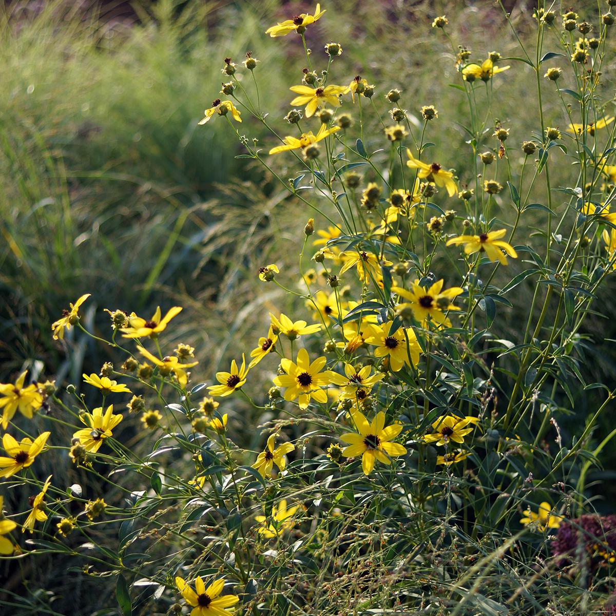 Coreopsis tripteris - Large Coreopsis with light yellow flowers and ...