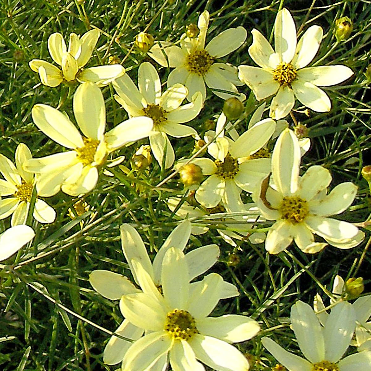 Coreopsis verticillata 'Moonbeam' - Lemon yellow flowered Coreopsis ...