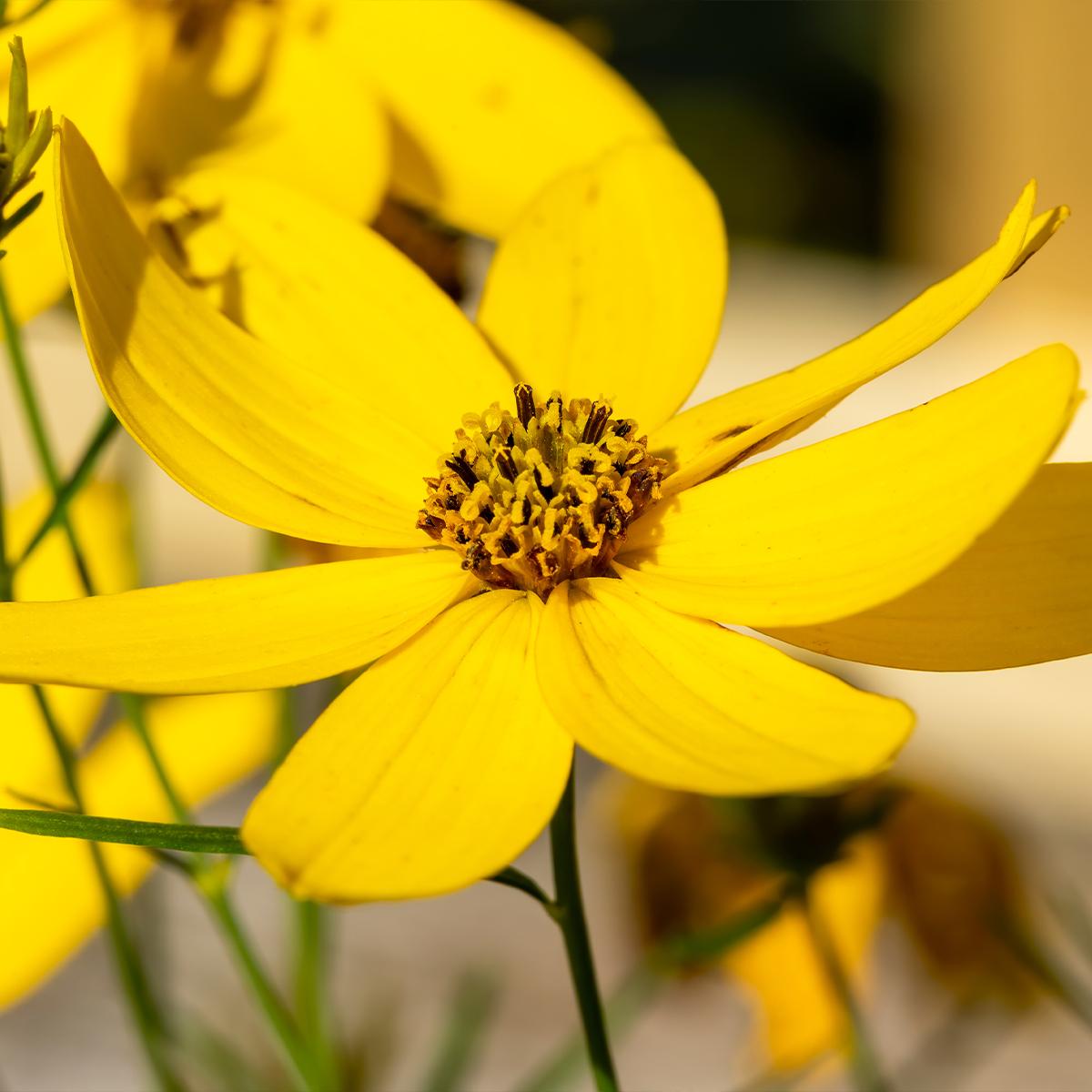 Coreopsis verticillata 'Zagreb' - Tufted coreopsis with golden-yellow ...