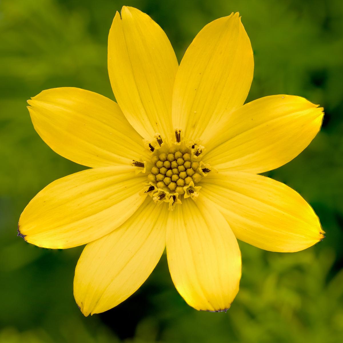 Coreopsis verticillata 'Zagreb' - Tufted coreopsis with golden-yellow ...