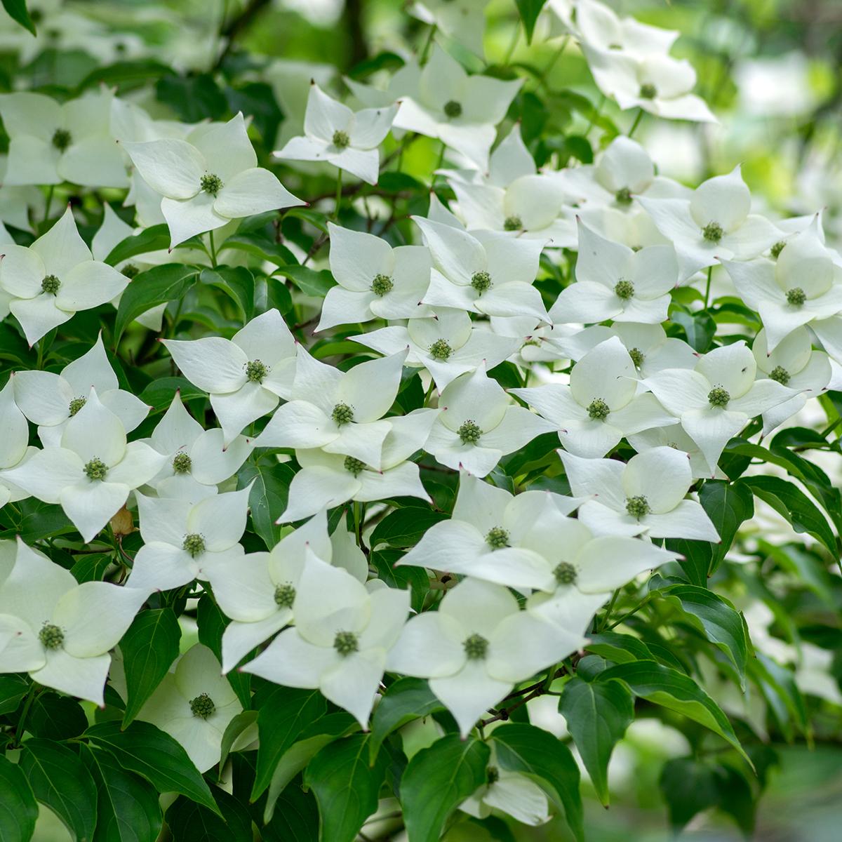 Spannende Cornus Kousa Milky Way Dogwood Fotos