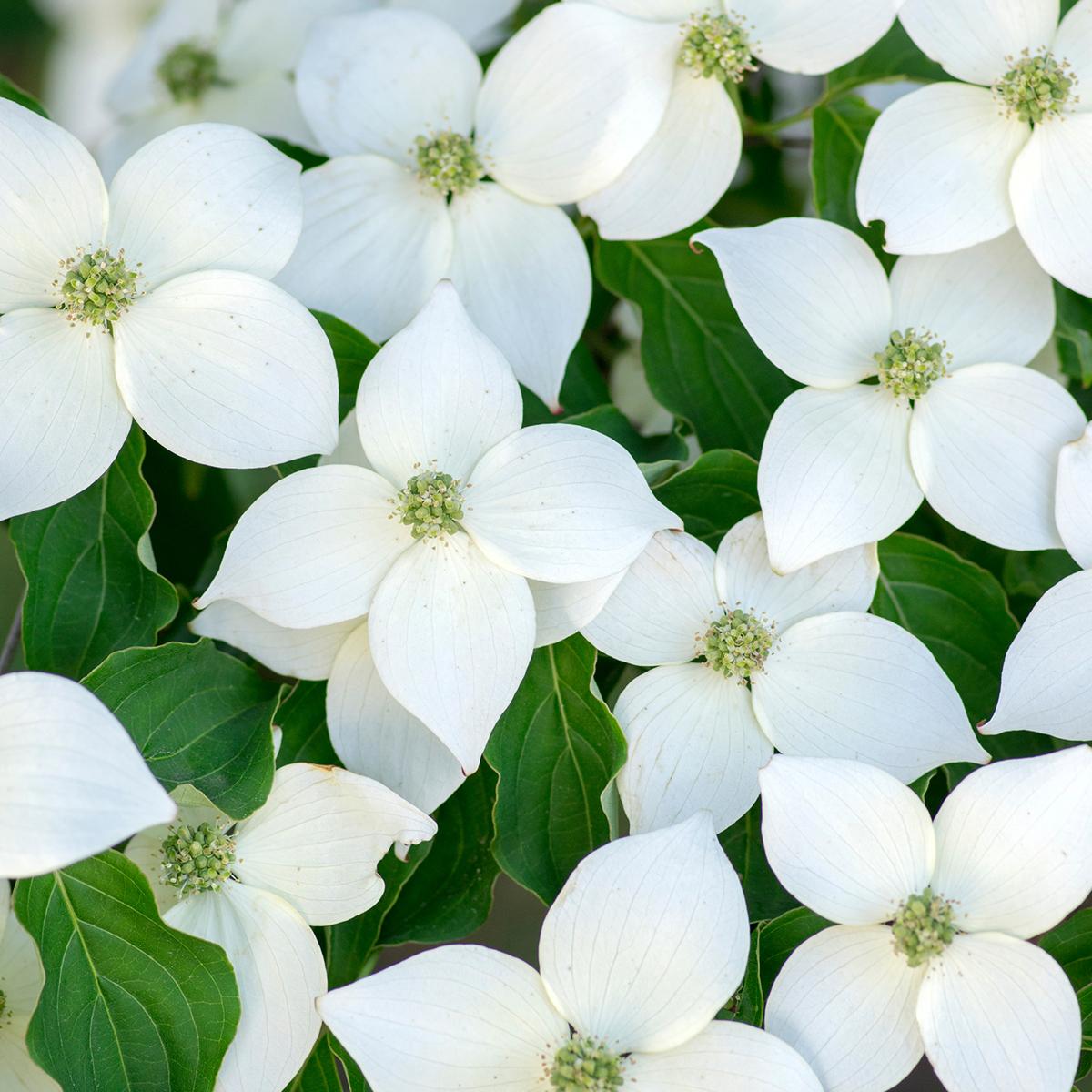 Cornus Kousa Milky Way Dogwood