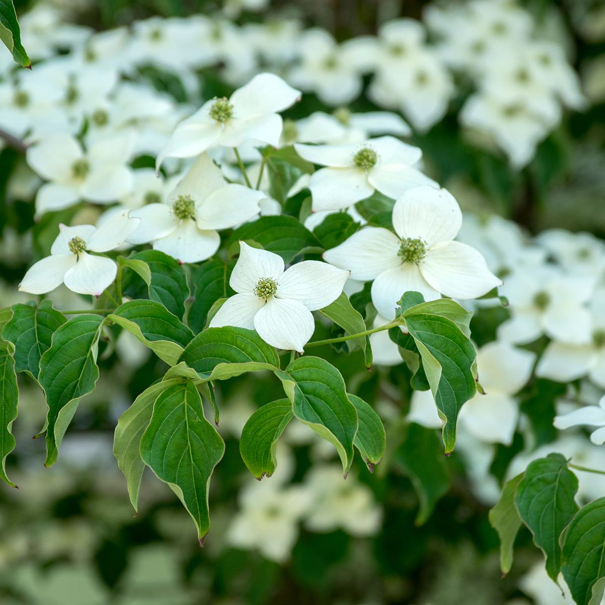 Cornus kousa Milky Way - flowering dogwood with abundant flowering.