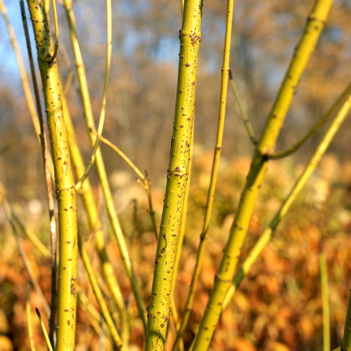 Cornus stolonifera 'Flaviramea' - dogwood with bright yellow stems.