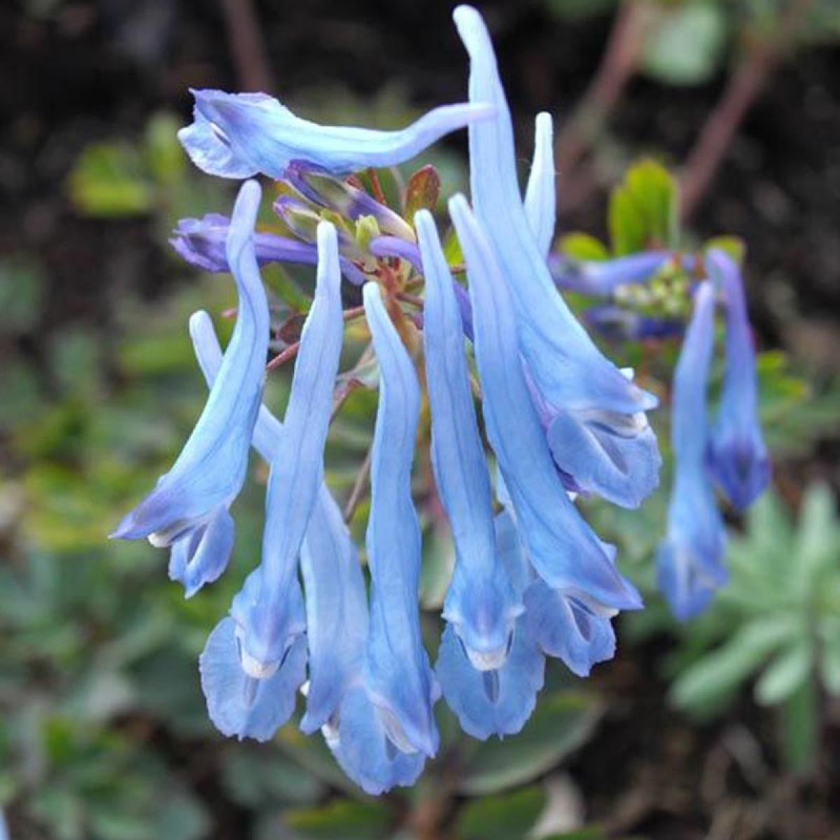 Corydalis flexuosa 'China Blue', flowers of a very bright Chinese blue.